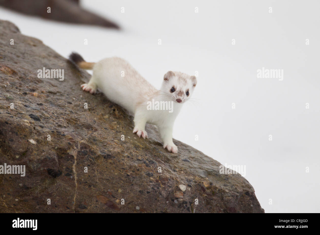 Brooks Range, Arctic National Wildlife Refuge (ANWR), Alaska, a short ...