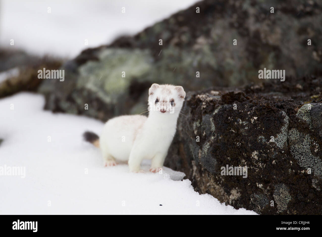 Brooks Range, Arctic National Wildlife Refuge (ANWR), Alaska, a short ...