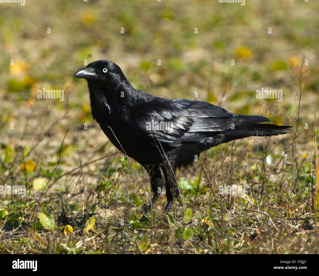 Australian Raven (Corvus coronoides Stock Photo - Alamy