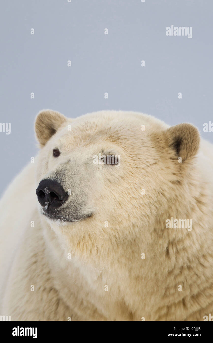 Arctic National Wildlife Refuge (ANWR), Beaufort Sea, Alaska, a polar ...