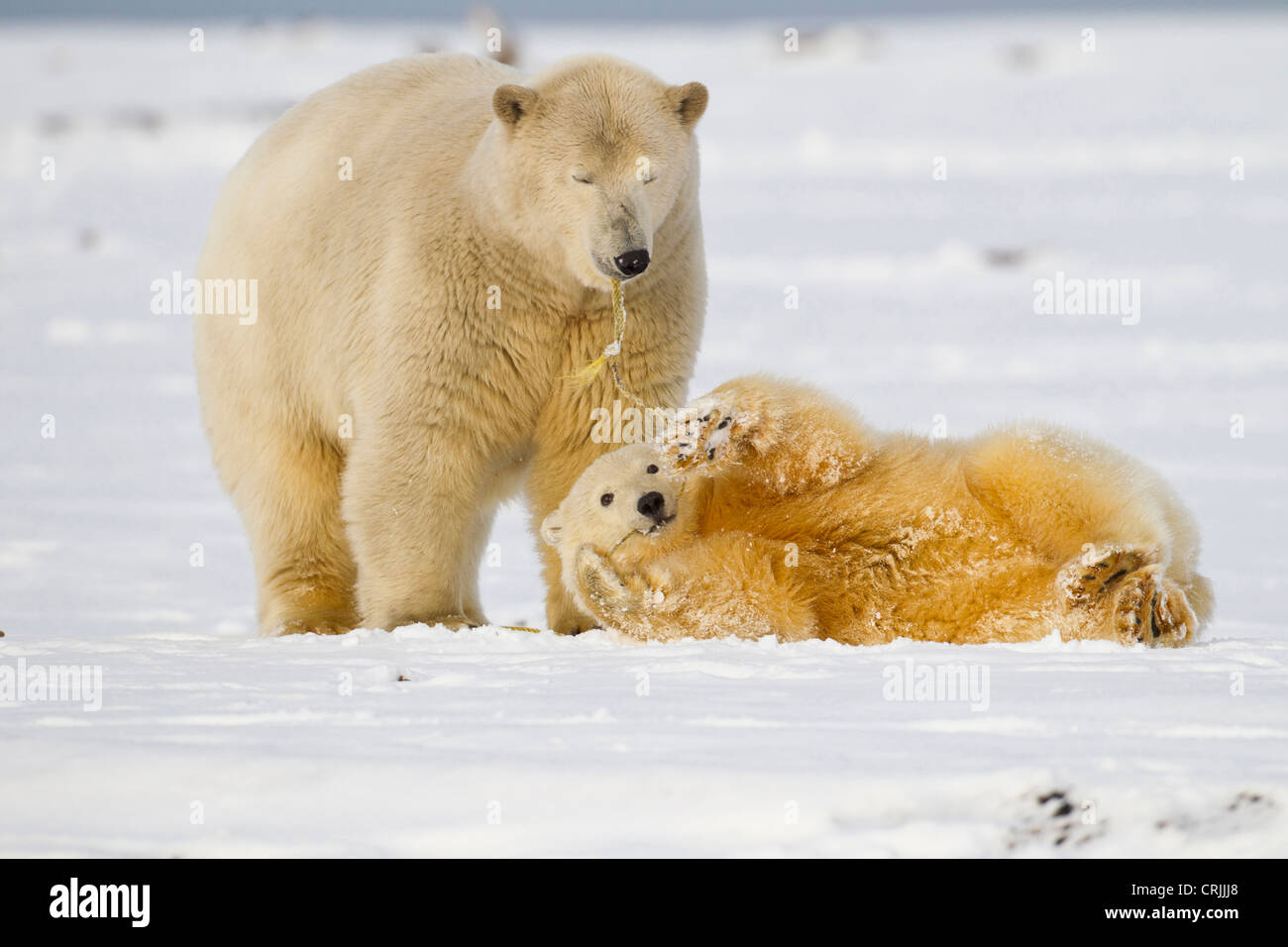 Arctic National Wildlife Refuge (ANWR), Beaufort Sea, Alaska, a polar ...