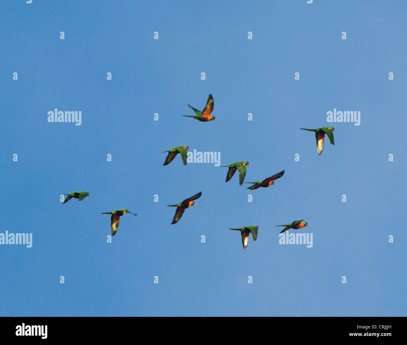 Rainbow lorikeets flying hi-res stock photography and images - Alamy