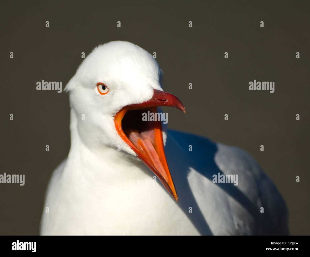 Australian silver gulls hi-res stock photography and images - Alamy