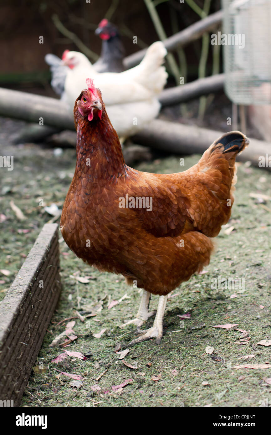 Free range chicken hi-res stock photography and images - Alamy