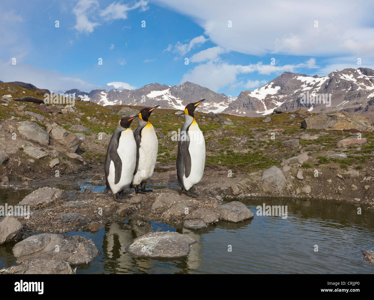 Nigu hi-res stock photography and images - Alamy