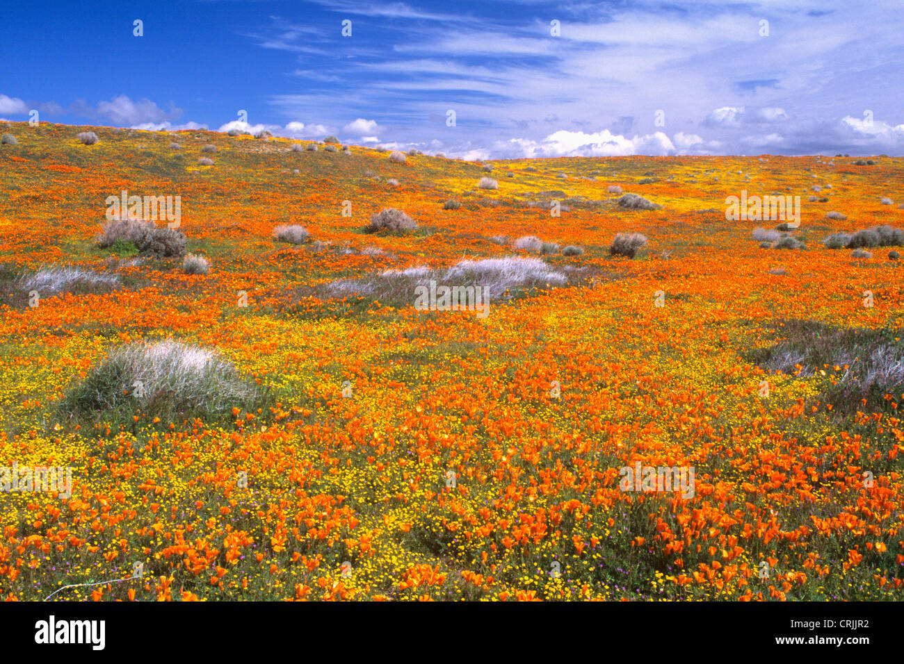 Wildflowers at the California Poppy Reserve near Lancaster, California ...