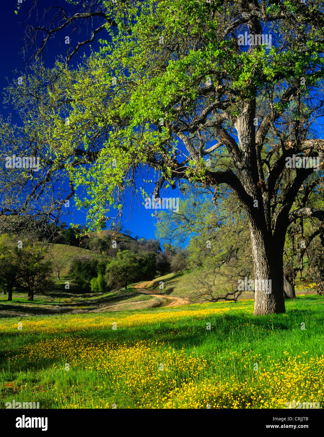 Oak trees and wildflowers cover the hillsides in Monterey County ...