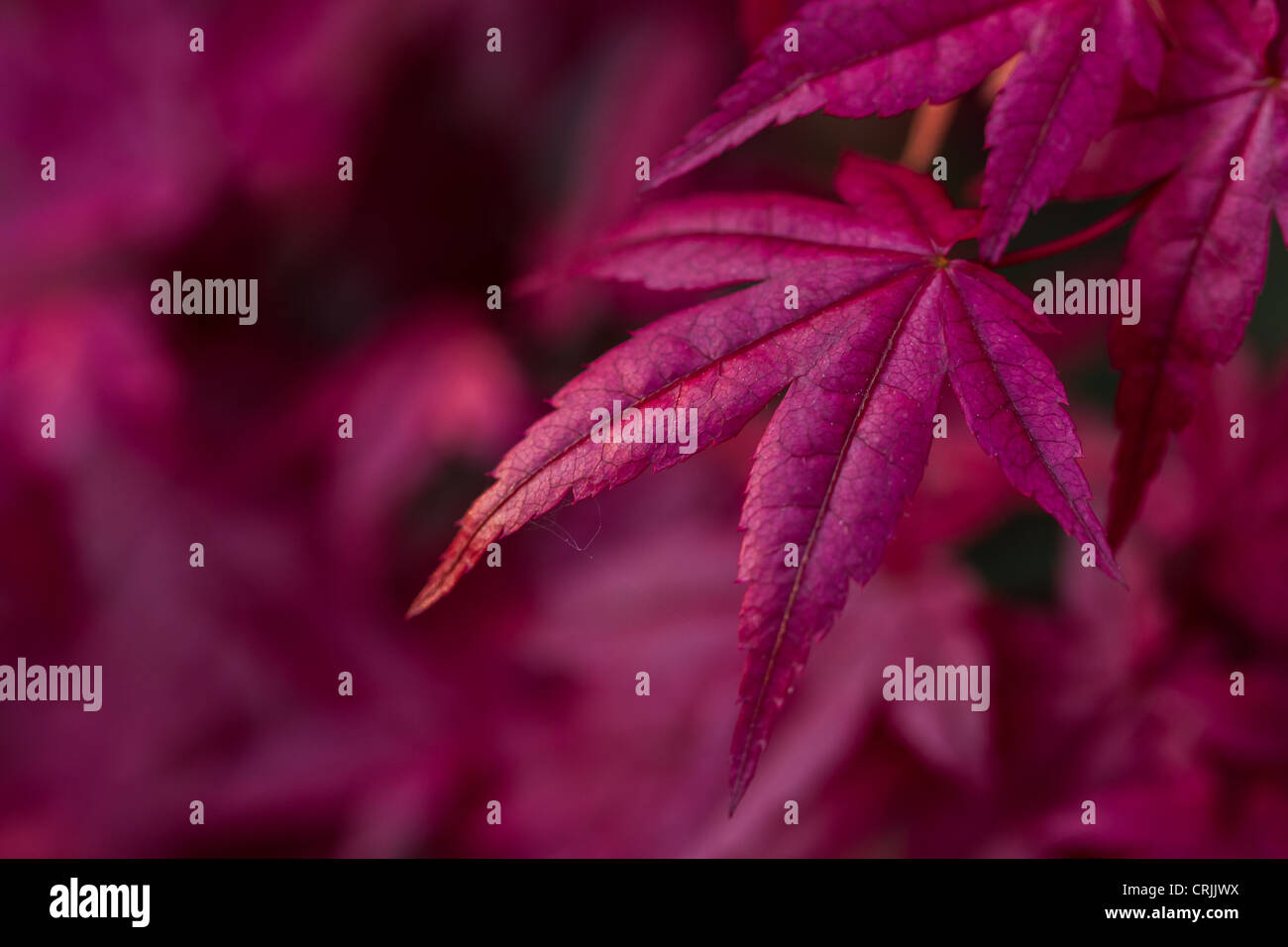red deshojo japanese, Acer palmatum 'Shin Deshojo' Stock Photo - Alamy