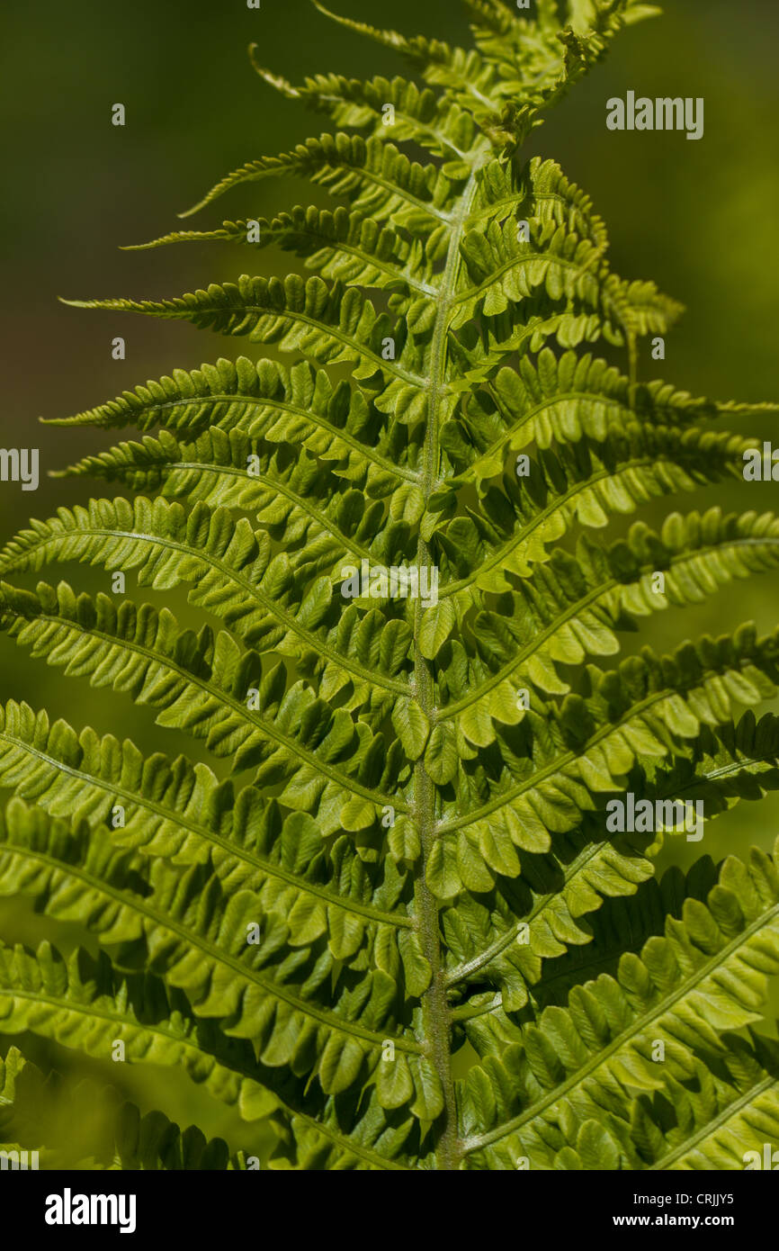 Tripinnate leaves hi-res stock photography and images - Alamy