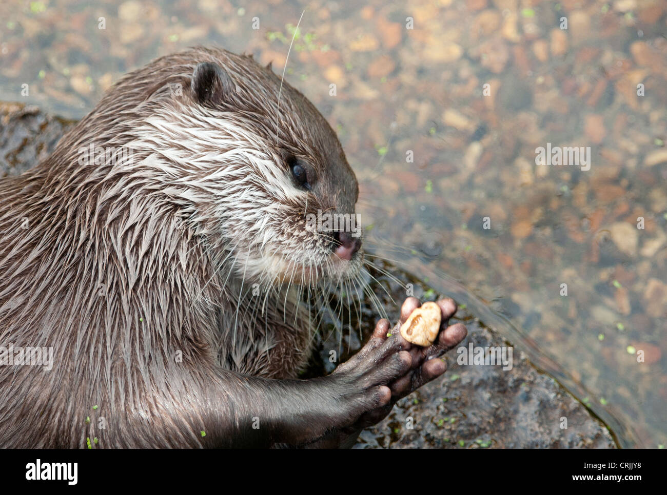 Otter playing with a pebble Stock Photo - Alamy