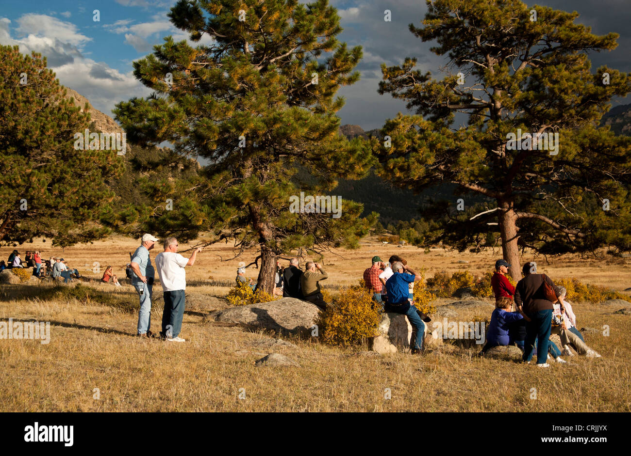 North America, USA, Colorado, Elk Watching Rocky Mountain National Park ...
