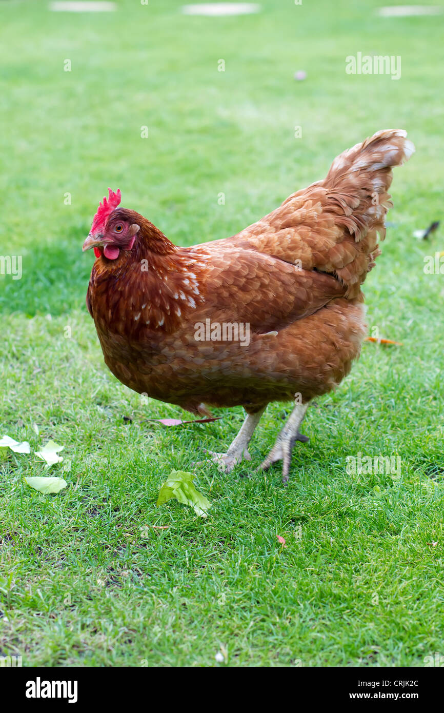 An free range chicken at home in an English garden Stock Photo - Alamy