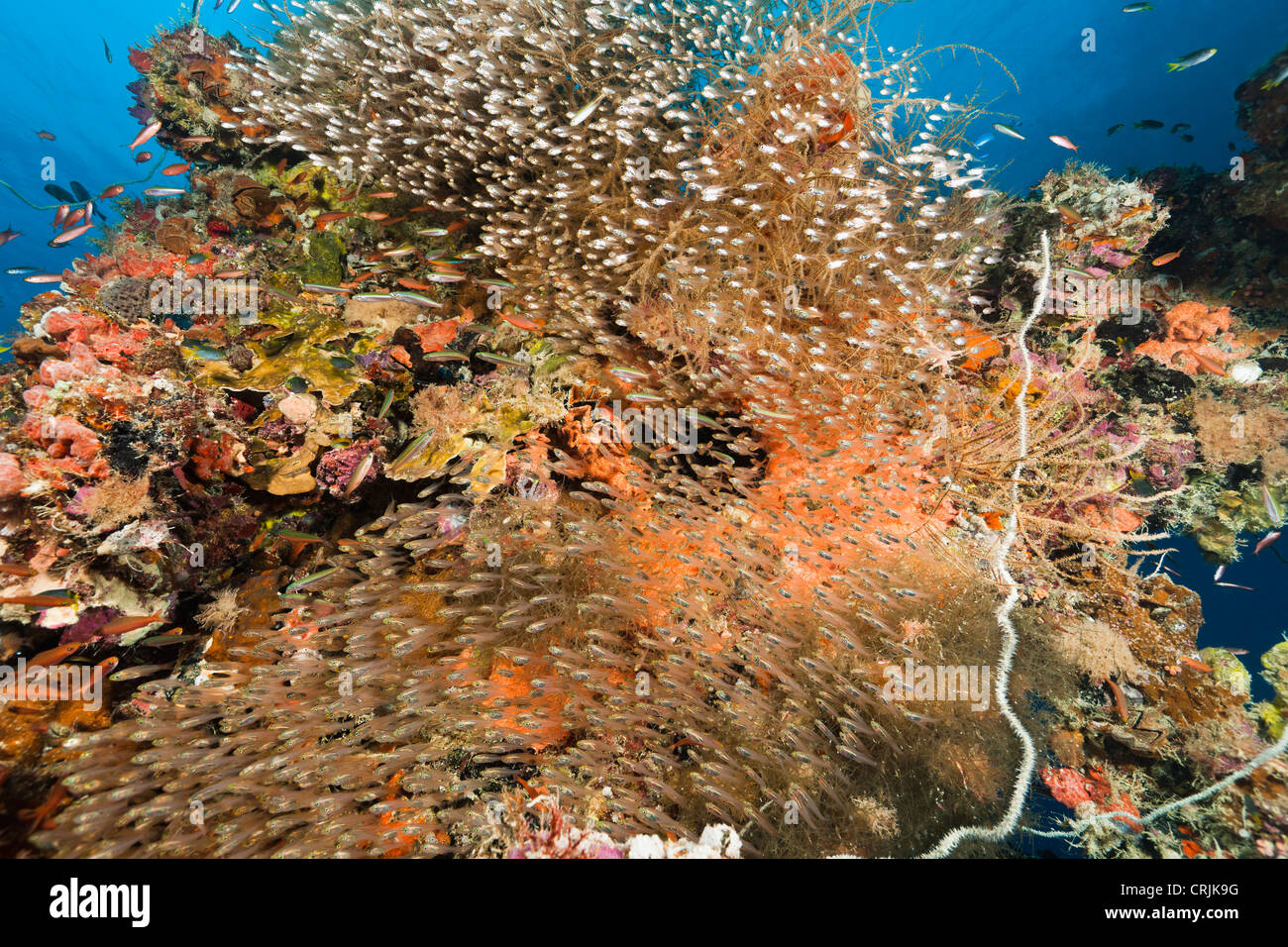 Operation fish world war ii hi-res stock photography and images - Alamy