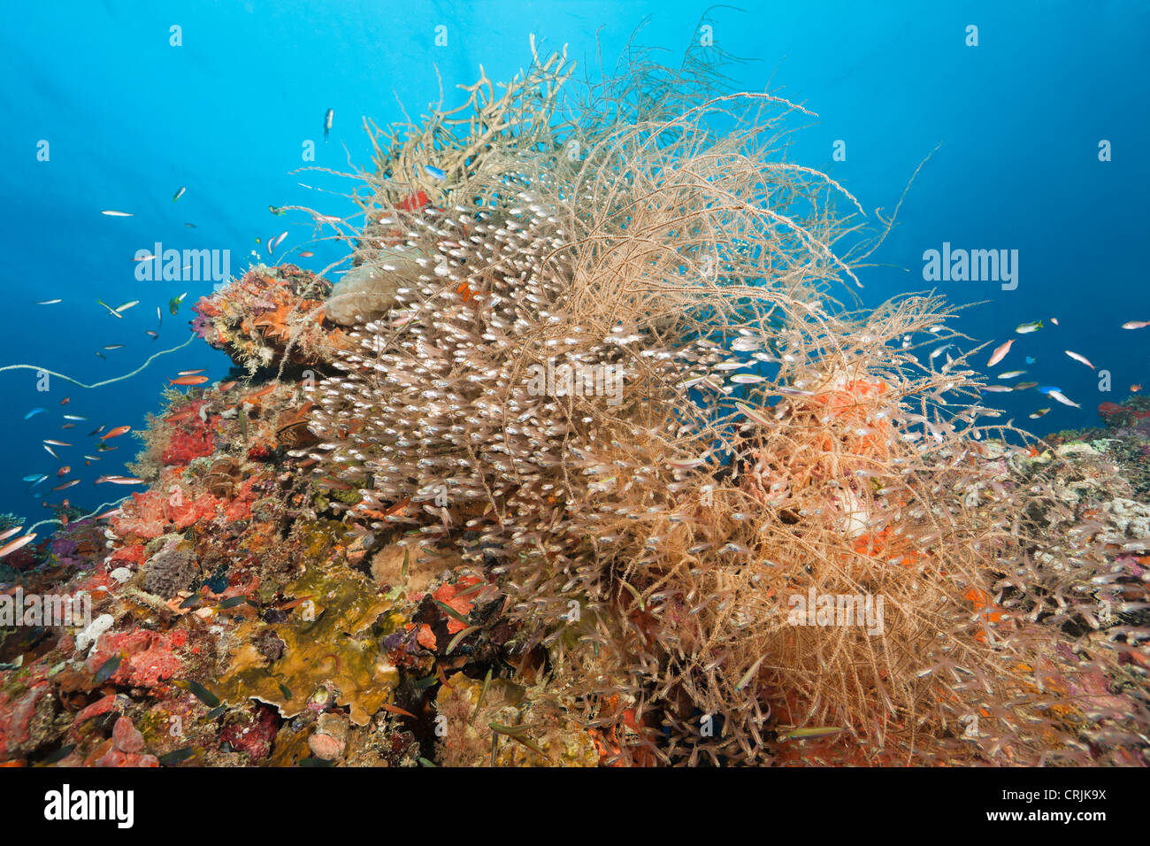 Operation fish world war ii hi-res stock photography and images - Alamy