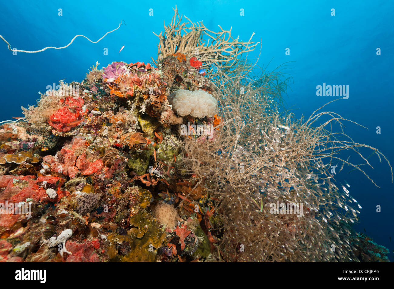 Operation fish world war ii hi-res stock photography and images - Alamy