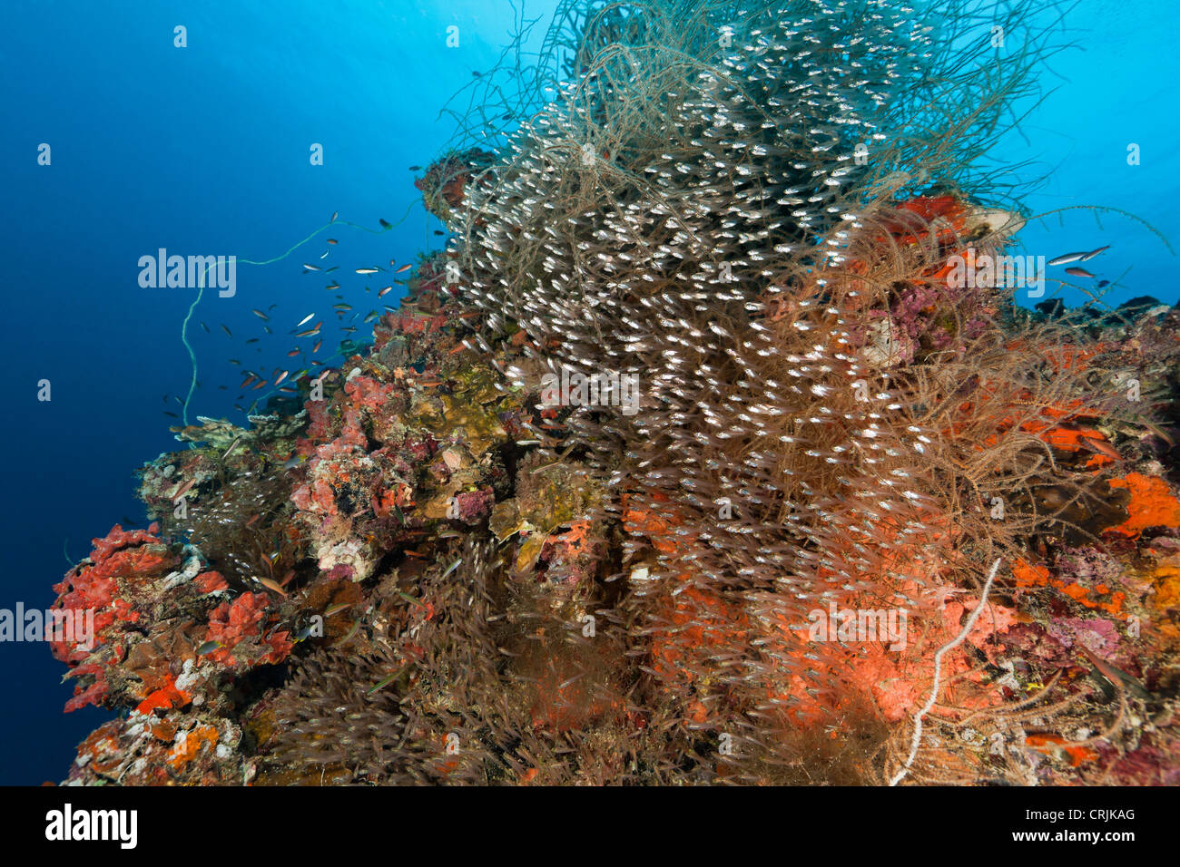 Operation fish world war ii hi-res stock photography and images - Alamy