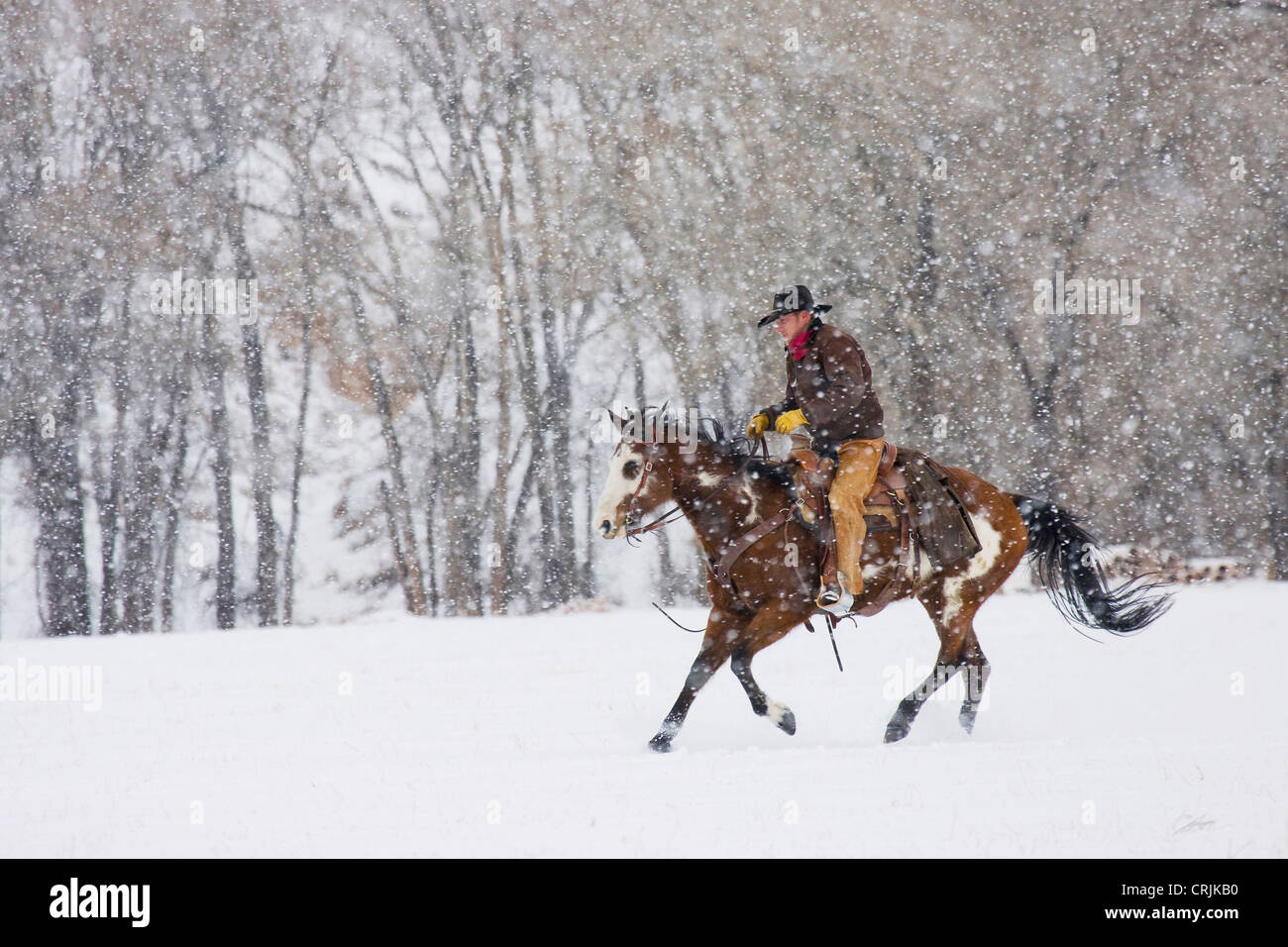 North America; USA; Wyoming; Shell; Cowboy riding in snowfall; (MR ...