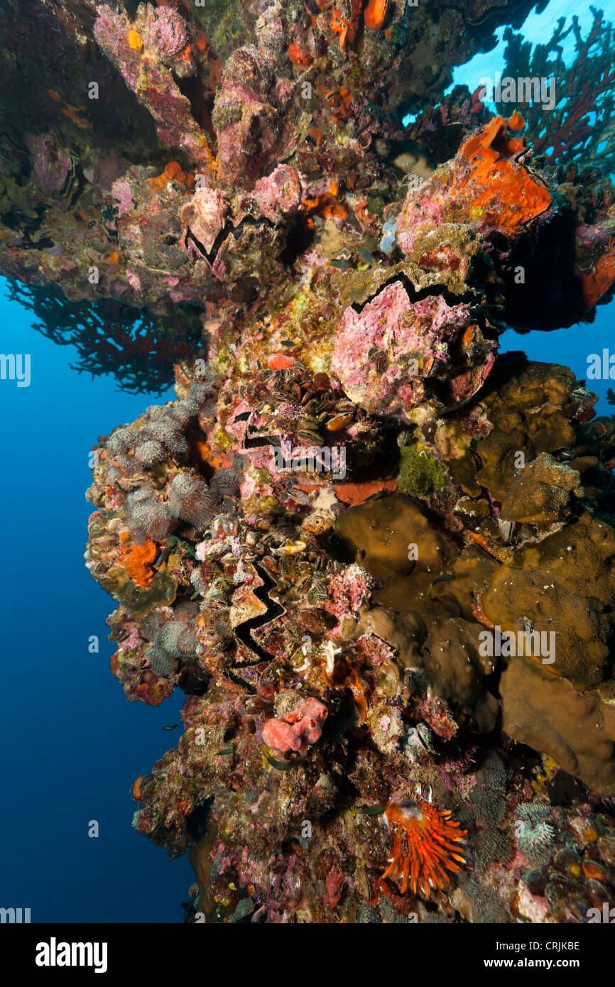 Operation fish world war ii hi-res stock photography and images - Alamy