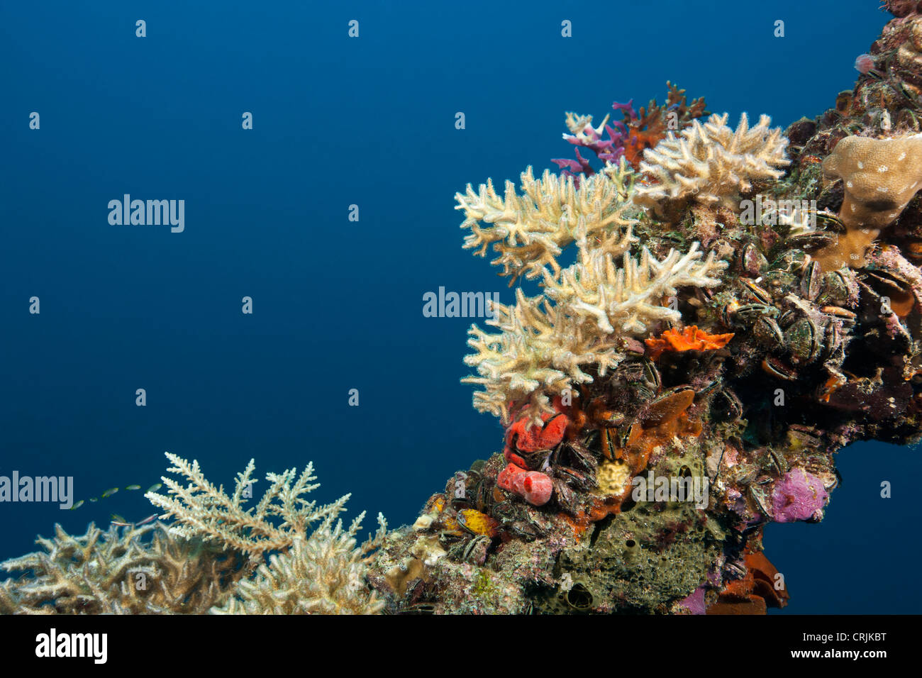 Operation fish world war ii hi-res stock photography and images - Alamy