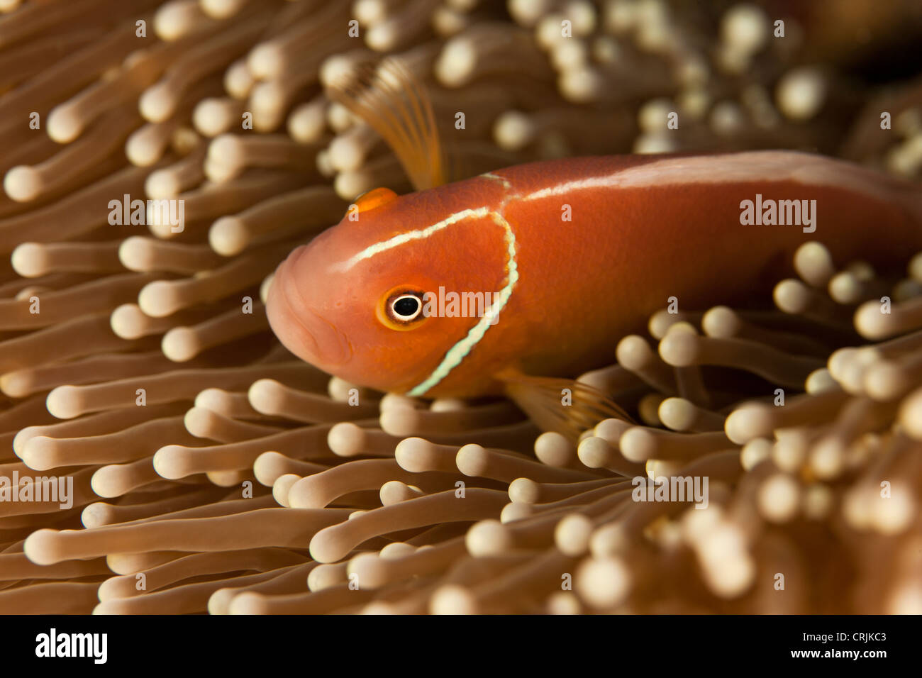 Ngemelis hi-res stock photography and images - Alamy