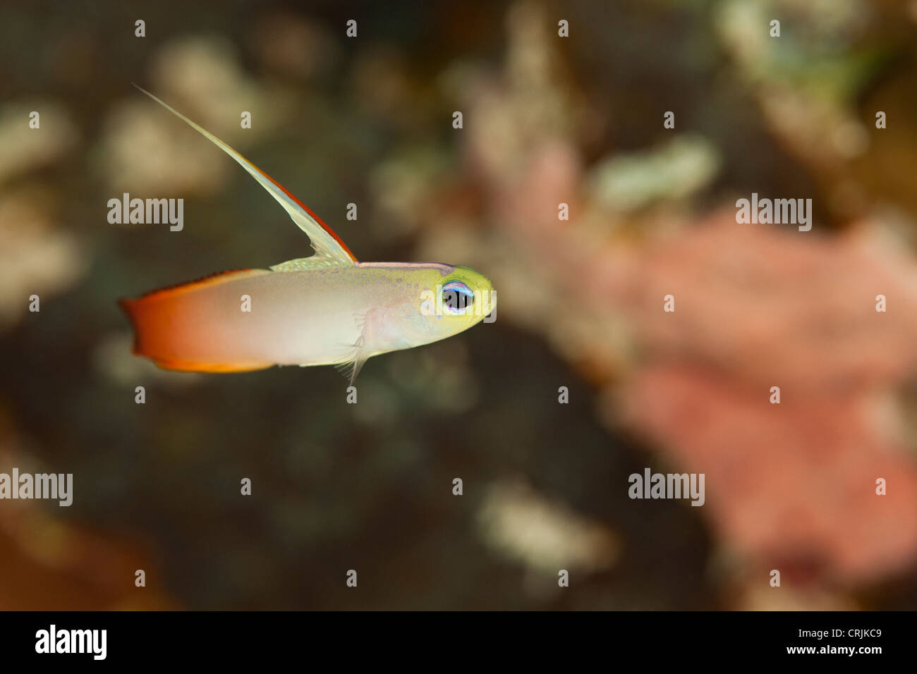 Fire Dartfish (Nemateleotris magnifica) on a tropical coral reef off ...