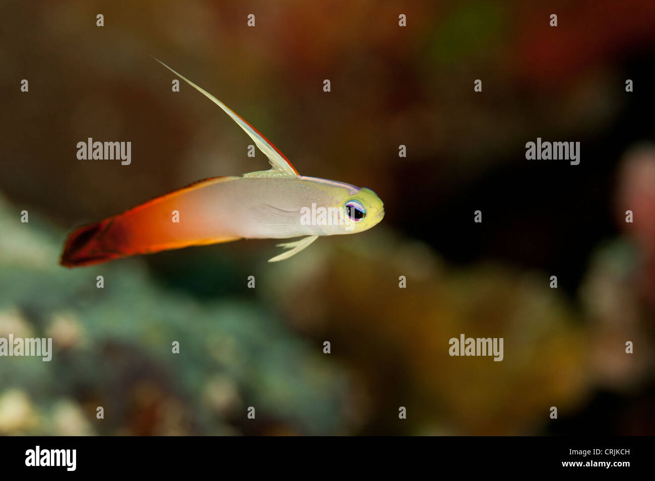 Fire Dartfish (Nemateleotris magnifica) on a tropical coral reef off ...