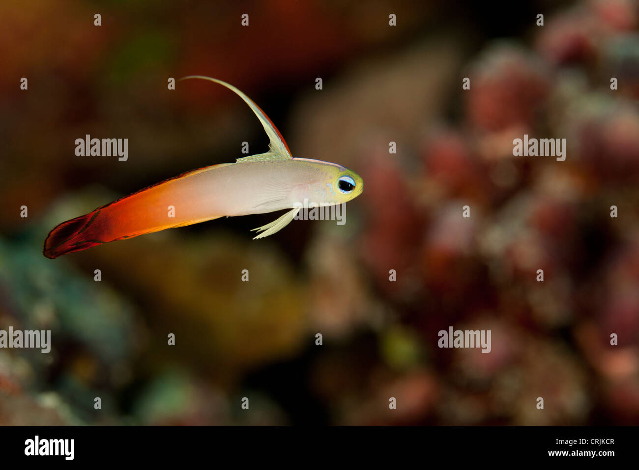 Reef of fire coral in the red sea hi-res stock photography and images ...