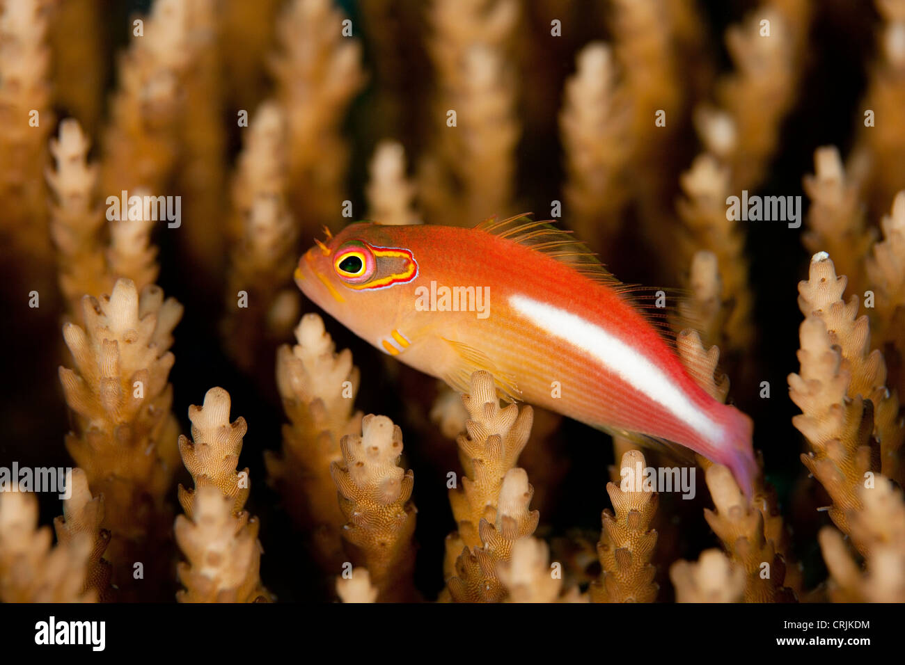 Arc-eye Hawkfish (Paracirrhites arcatus) on a tropical coral reef off ...