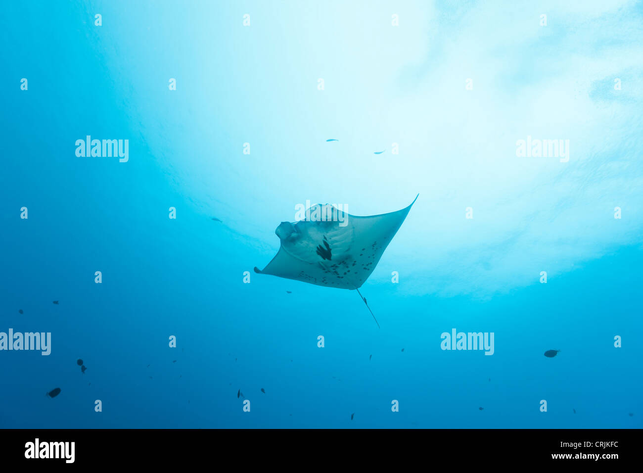 Giant Manta (Manta birostris) swimming near a cleaning station in the ...