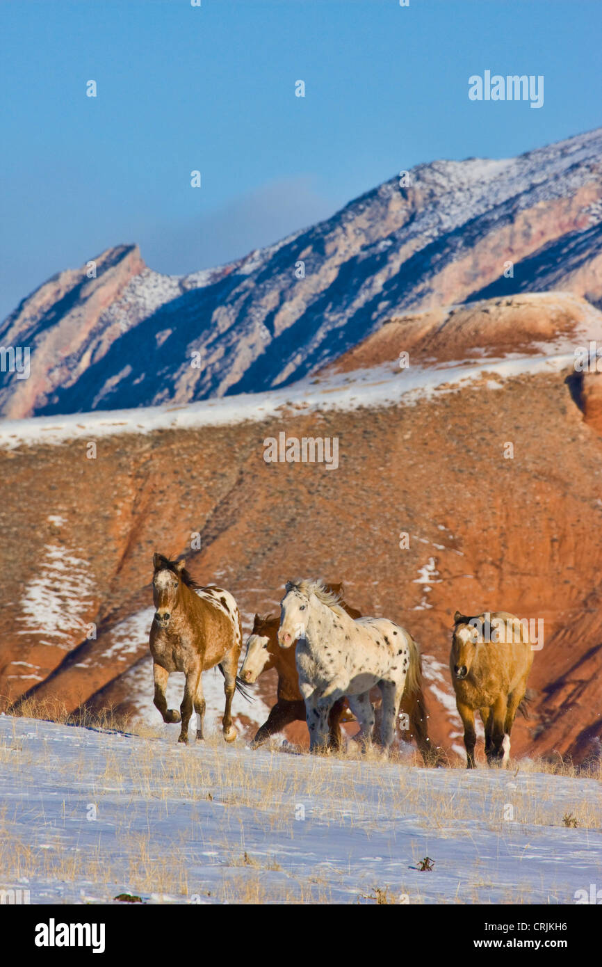 North America; USA; Wyoming; Shell; Big Horn Mountains; Horses Running ...