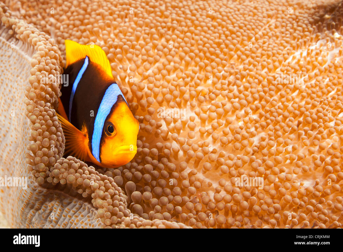 Orange-finned Anemonefish (Amphiprion chrysopterus) on it's anemone on ...