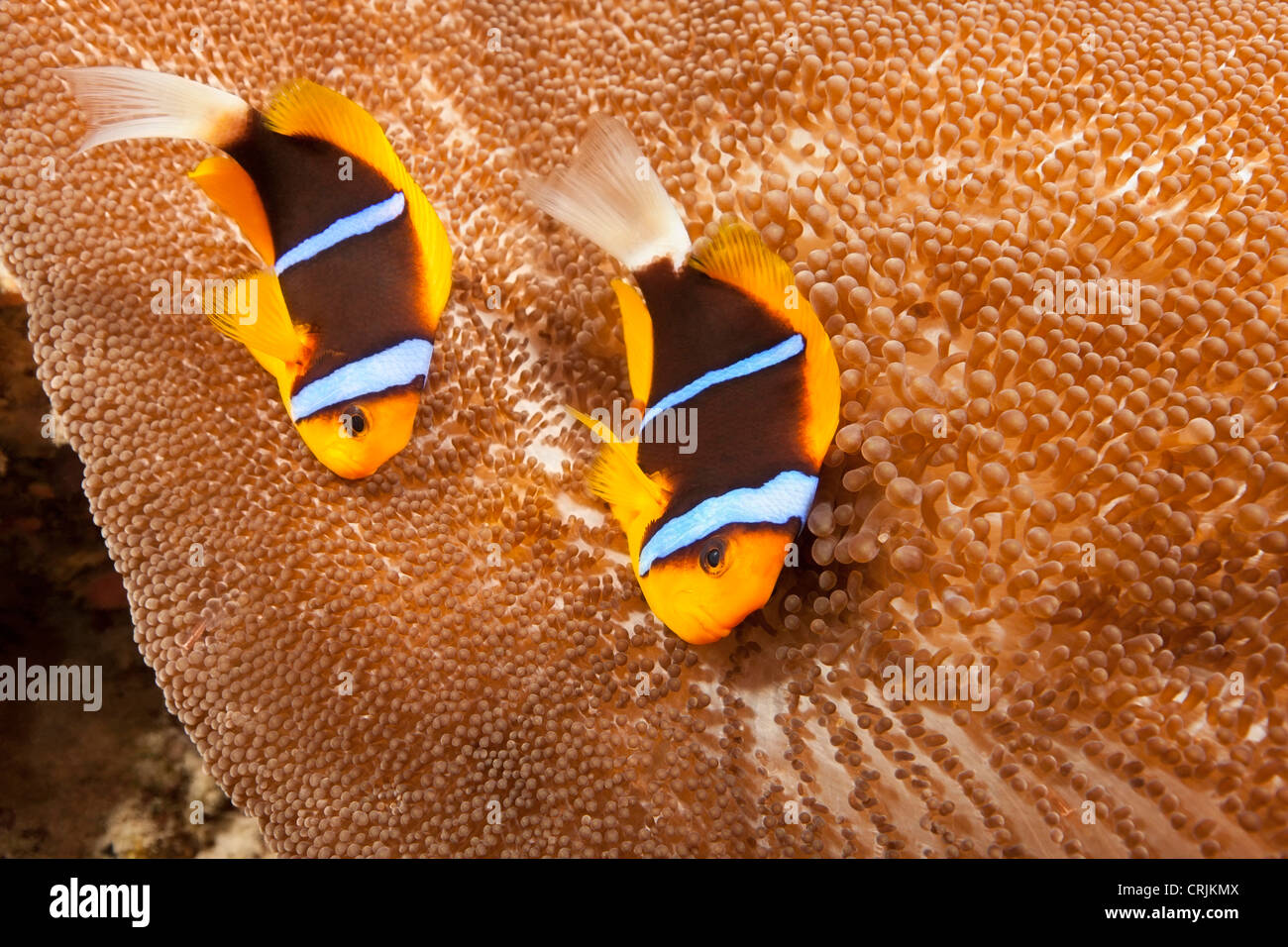 Orange-finned Anemonefish (Amphiprion chrysopterus) a pair on their ...