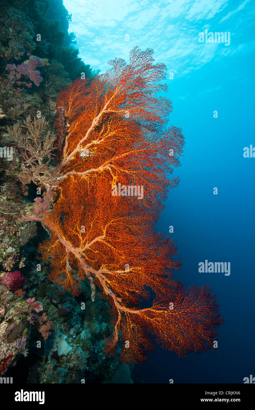 Sea fans on coral reef hi-res stock photography and images - Alamy