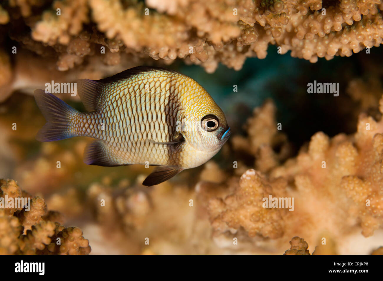 Reticulated Dascyllus (Dascyllus reticulatus) on a tropical coral reef ...