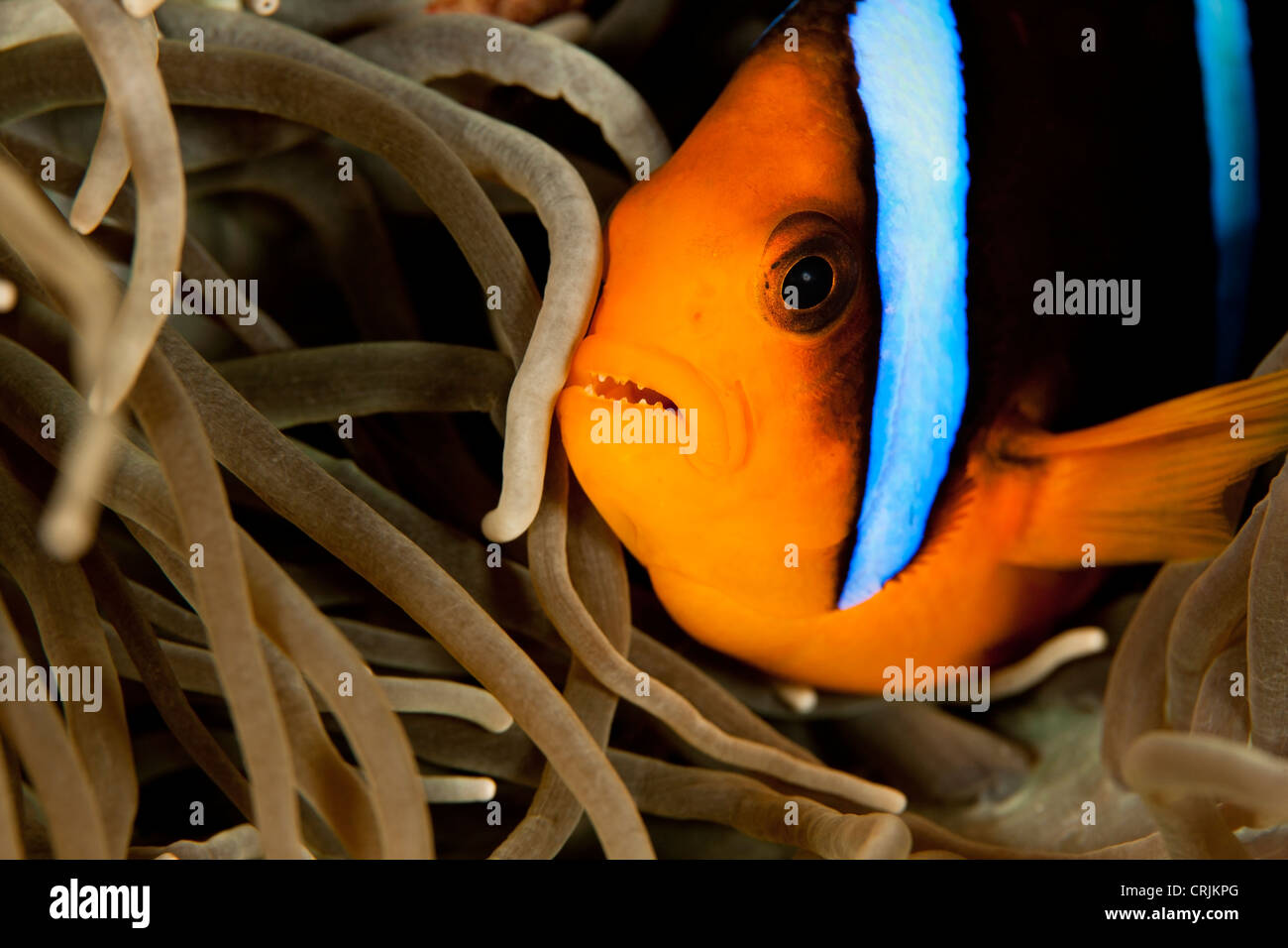 Orange-finned Anemonefish (Amphiprion chrysopterus) on it's anemone on ...