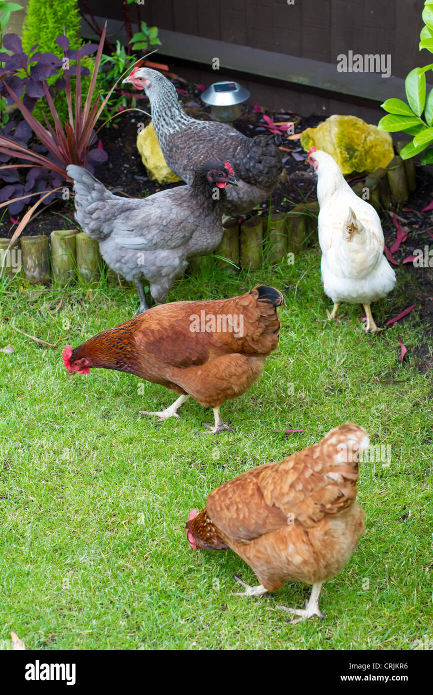 An free range chicken at home in an English garden Stock Photo - Alamy