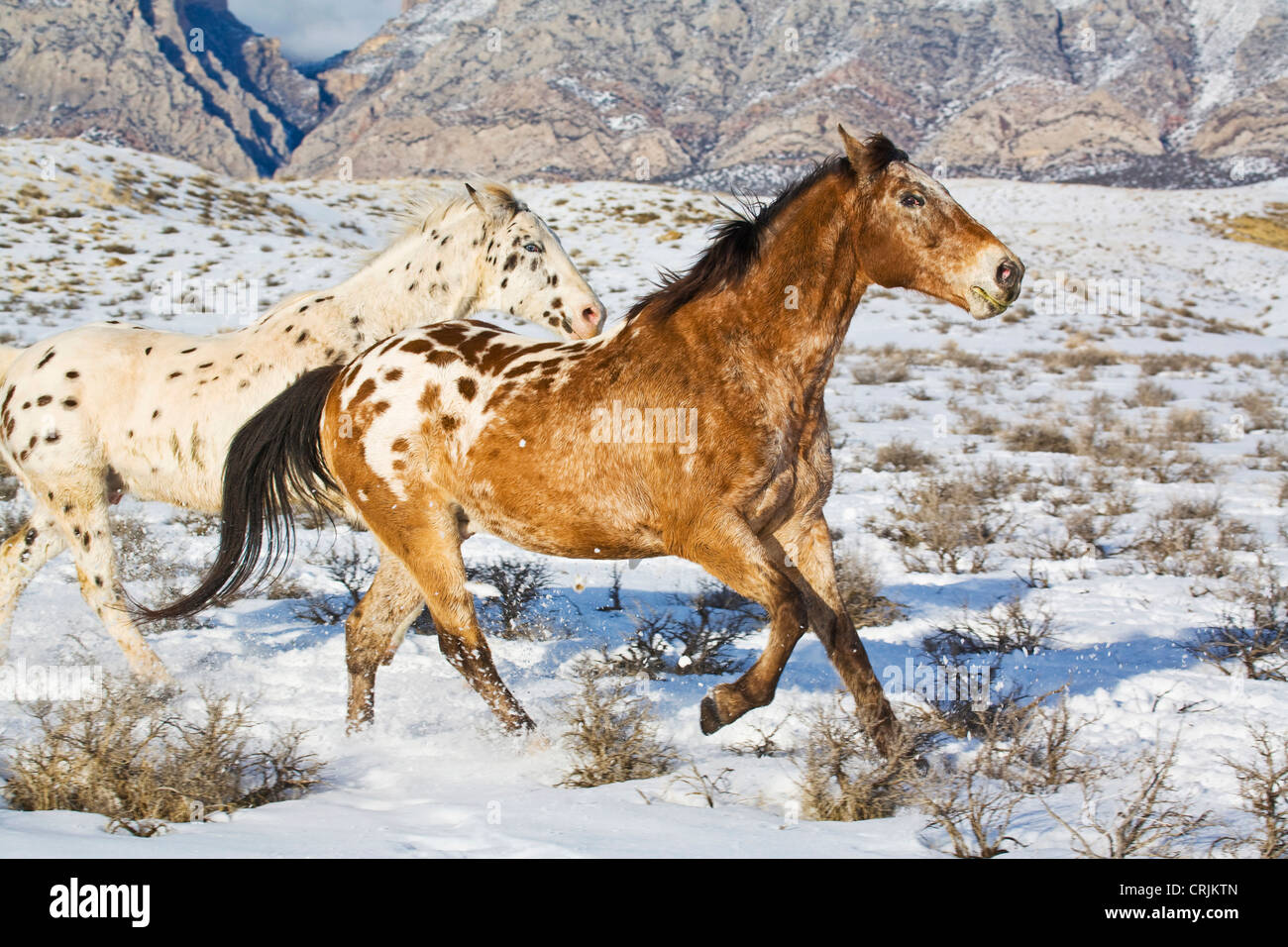 Big horse running hi-res stock photography and images - Alamy