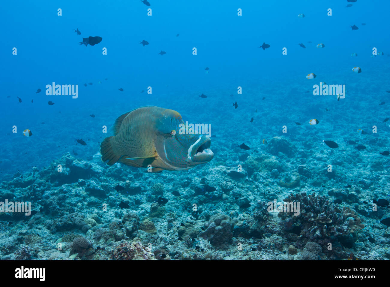Blue wrasse hi-res stock photography and images - Alamy