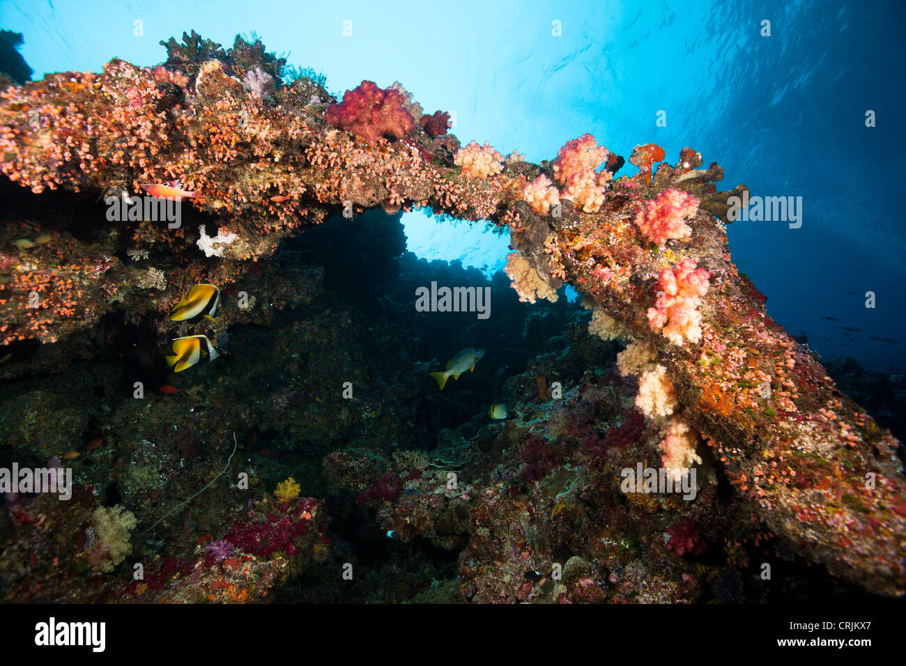Holes in the coral hi-res stock photography and images - Alamy
