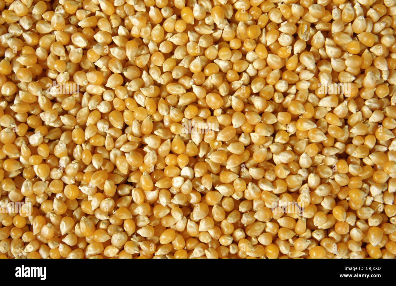 Dry corn kernels Stock Photo - Alamy