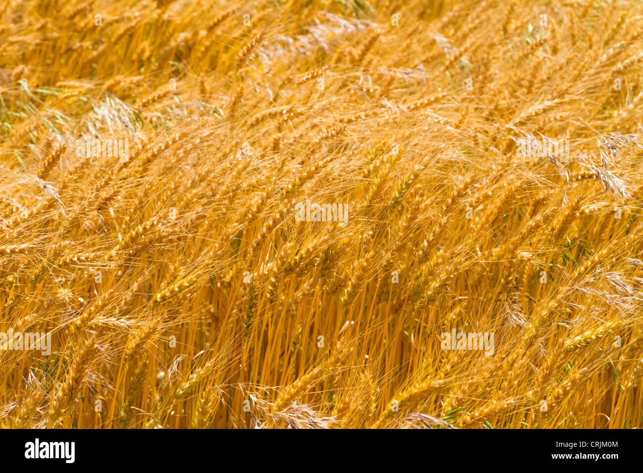 Kansas Wheat Field High Resolution Stock Photography and Images - Alamy