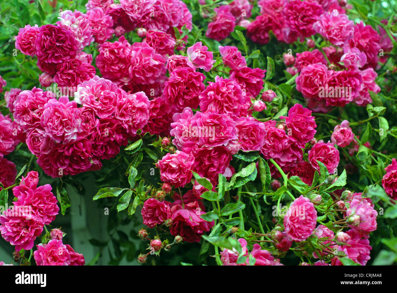Vine roses hi-res stock photography and images - Alamy