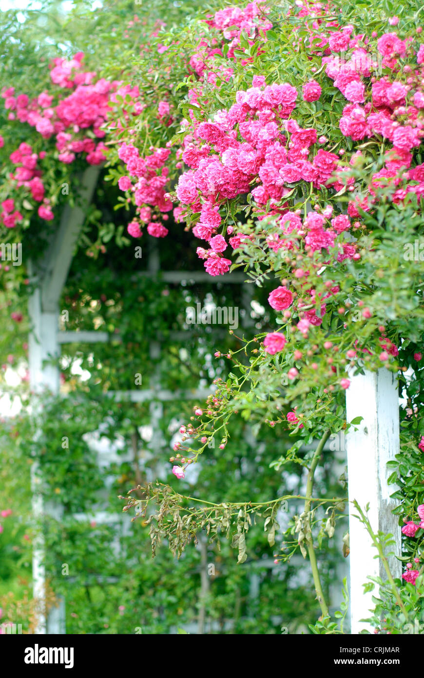 Pink summer roses on a white arbor Stock Photo - Alamy