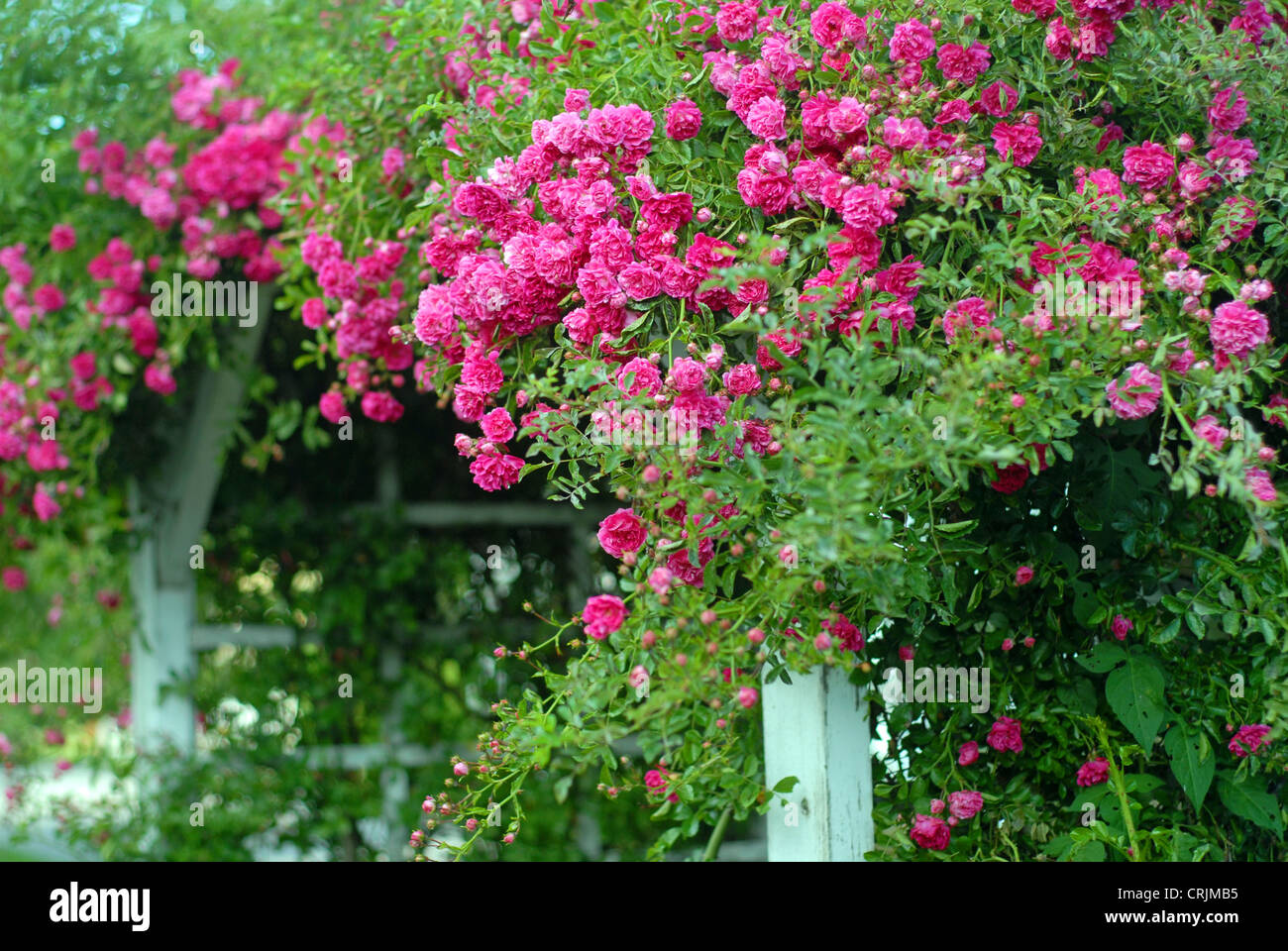 Summer roses hi-res stock photography and images - Alamy