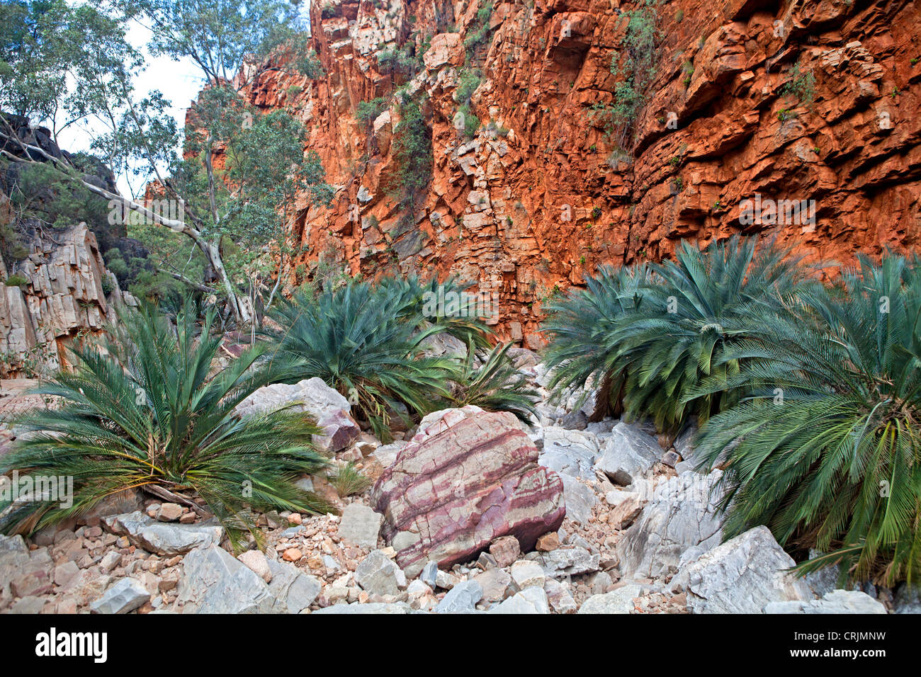 Macdonnell Ranges Cycad High Resolution Stock Photography and Images ...