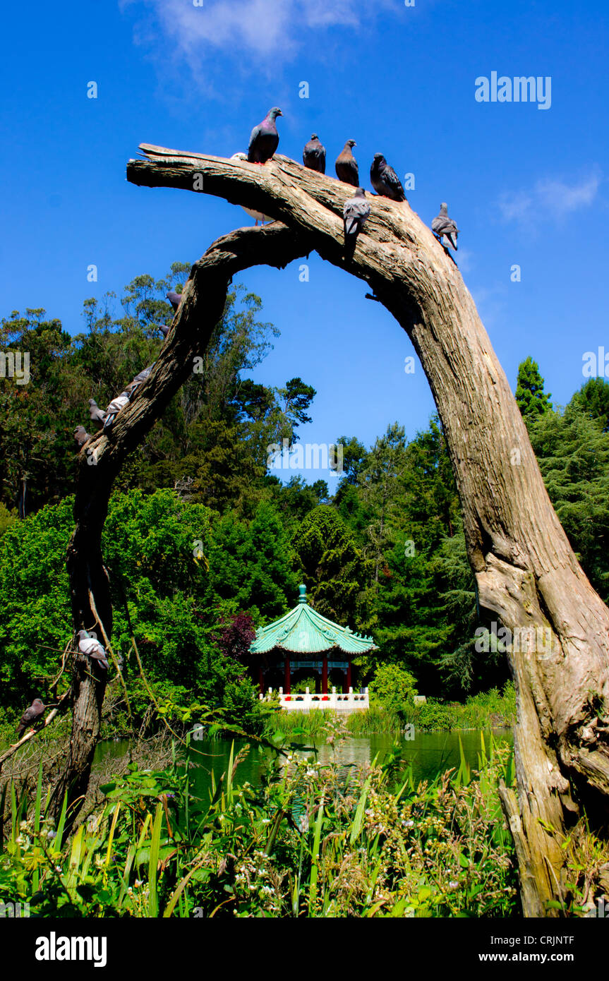 Tree Arch, Where the Birds Perch, Provides Natural Framing for ...