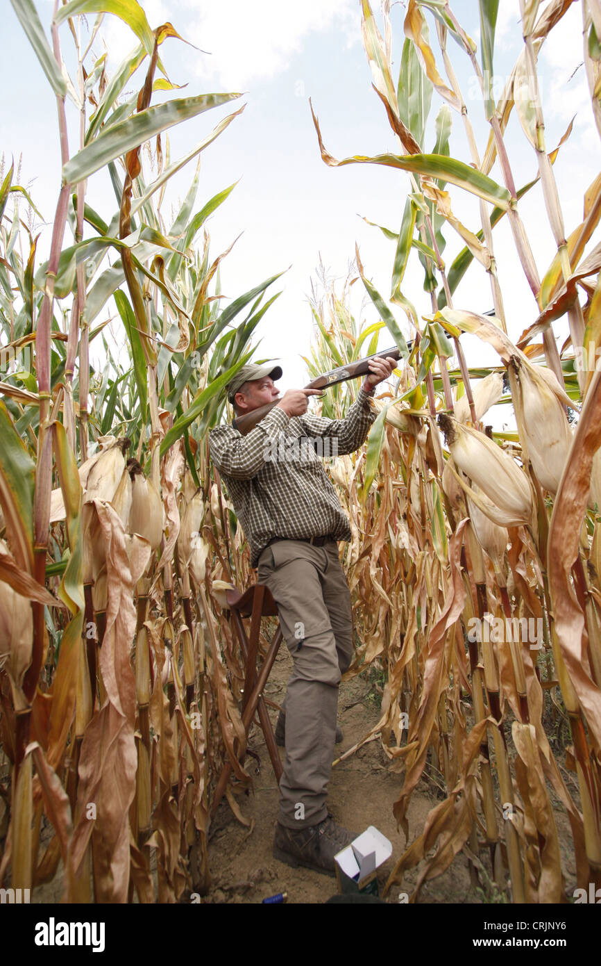 pigeon hunter standing in a corn field aiming with his gun, Germany ...