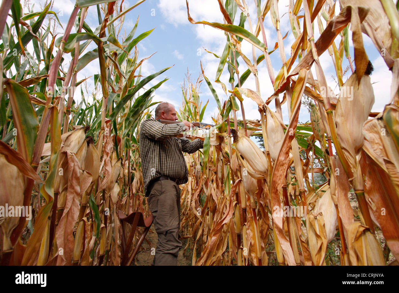 pigeon hunter standing in a corn field aiming with his gun, Germany ...