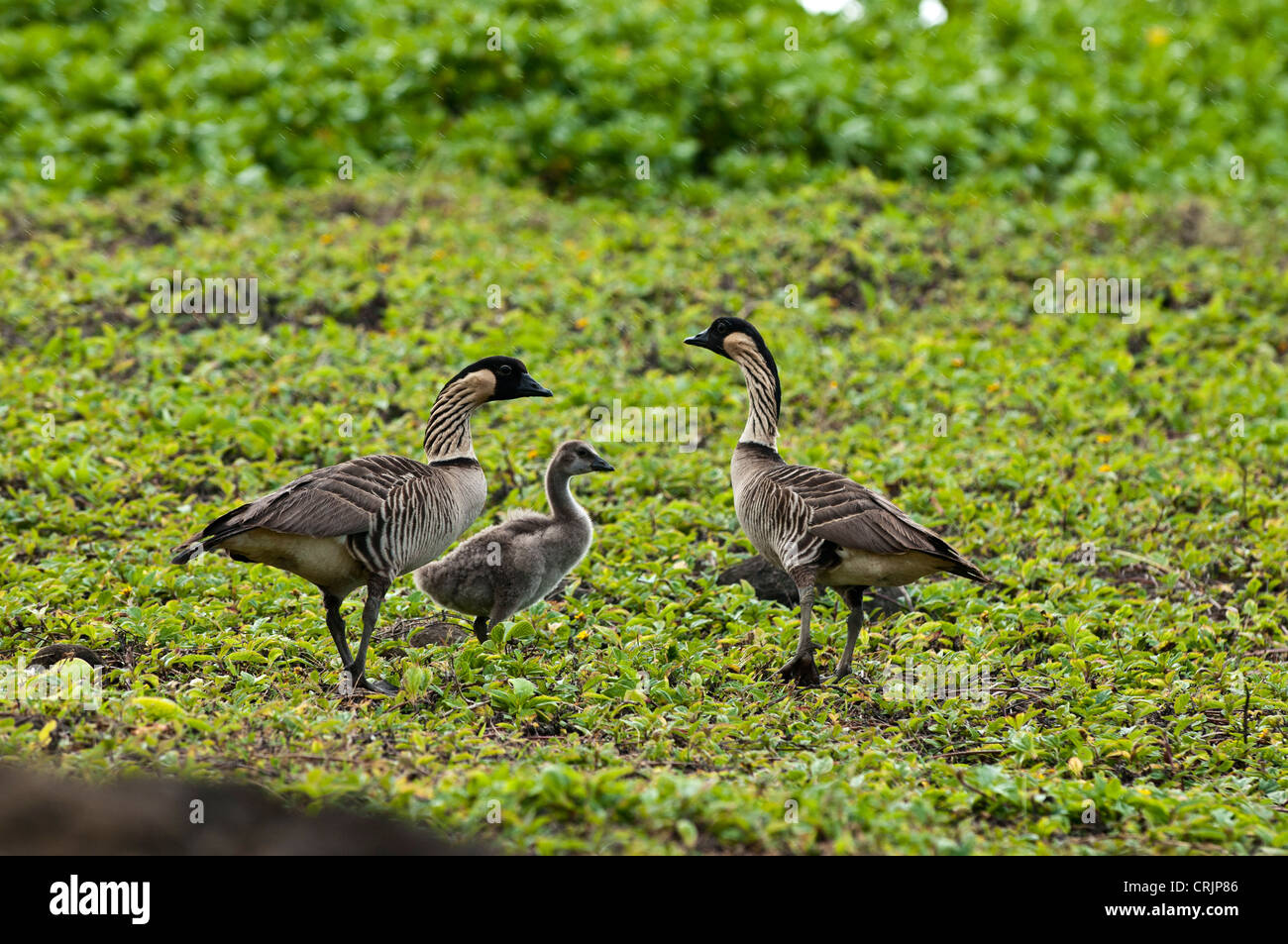 Baby Nene Geese