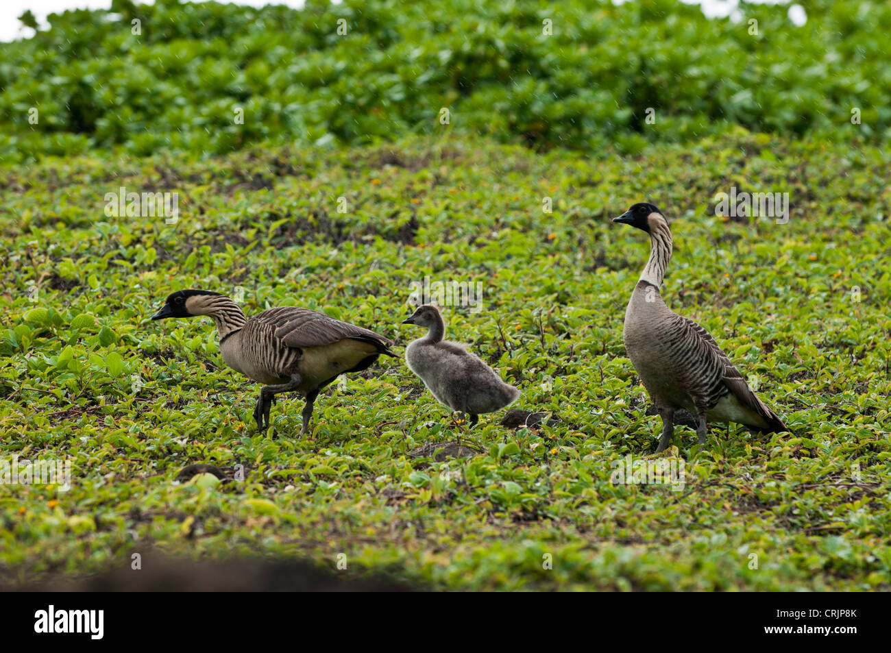 Hawaiian native goose hi-res stock photography and images - Alamy